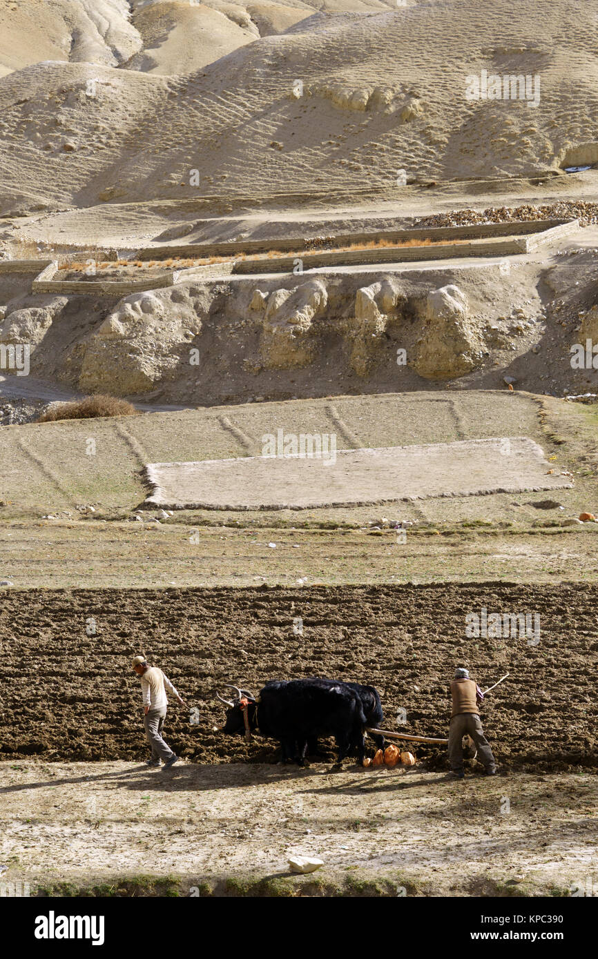 Tibetan farm plow hi-res stock photography and images - Alamy