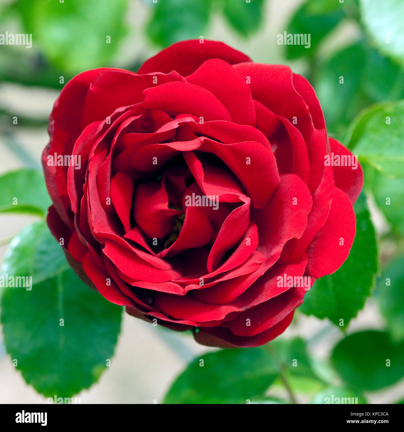Kletterrose, Amadeus, Climbing Rose Stock Photo - Alamy