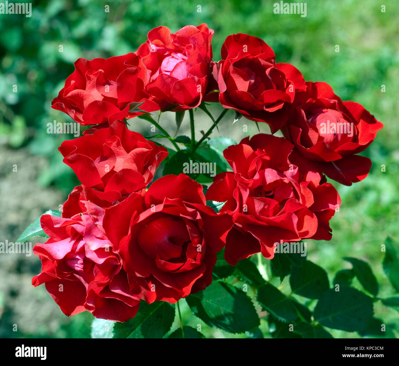 Beetrose, Black Forest Rose Stock Photo - Alamy