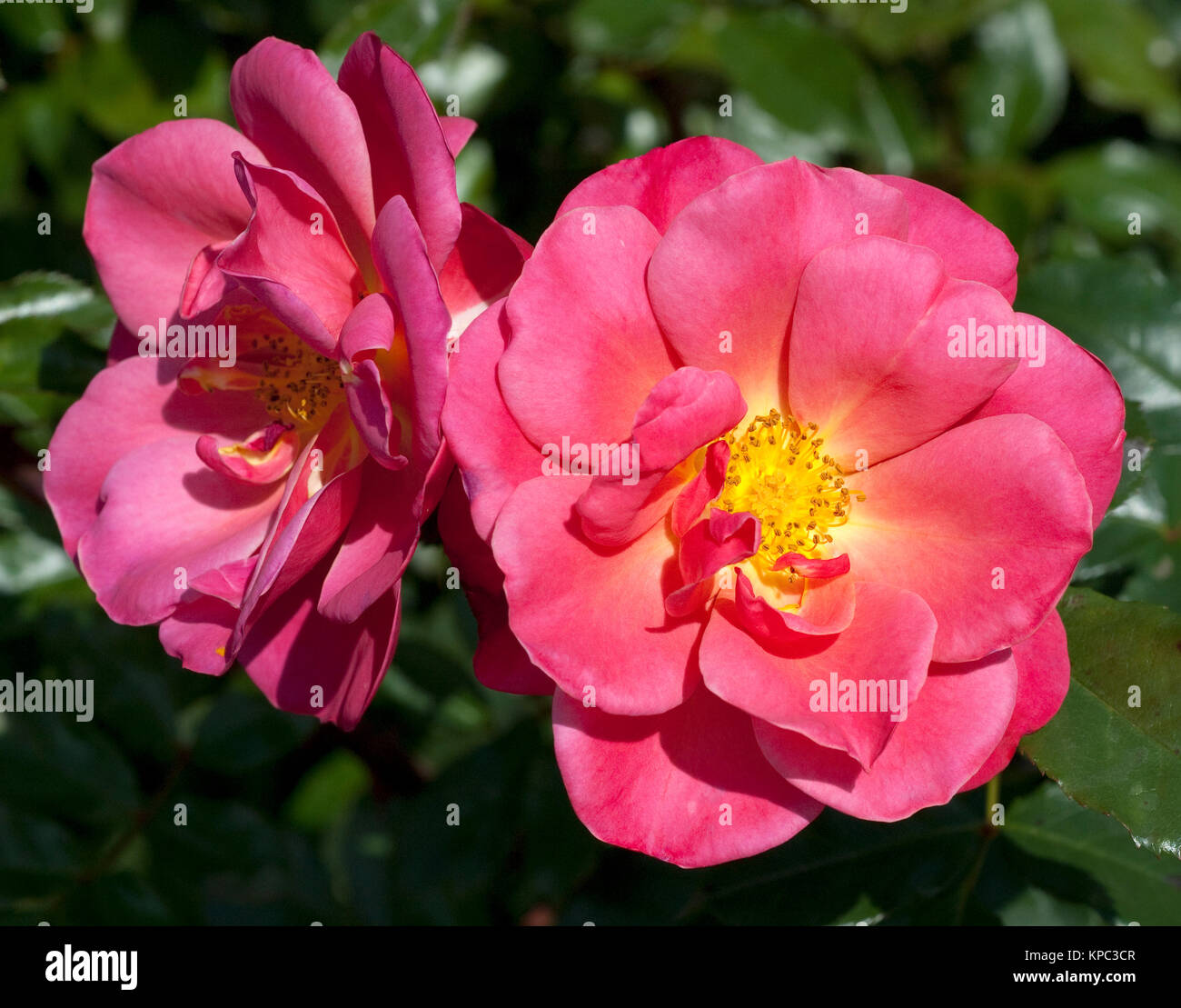 Melusina hi-res stock photography and images - Alamy