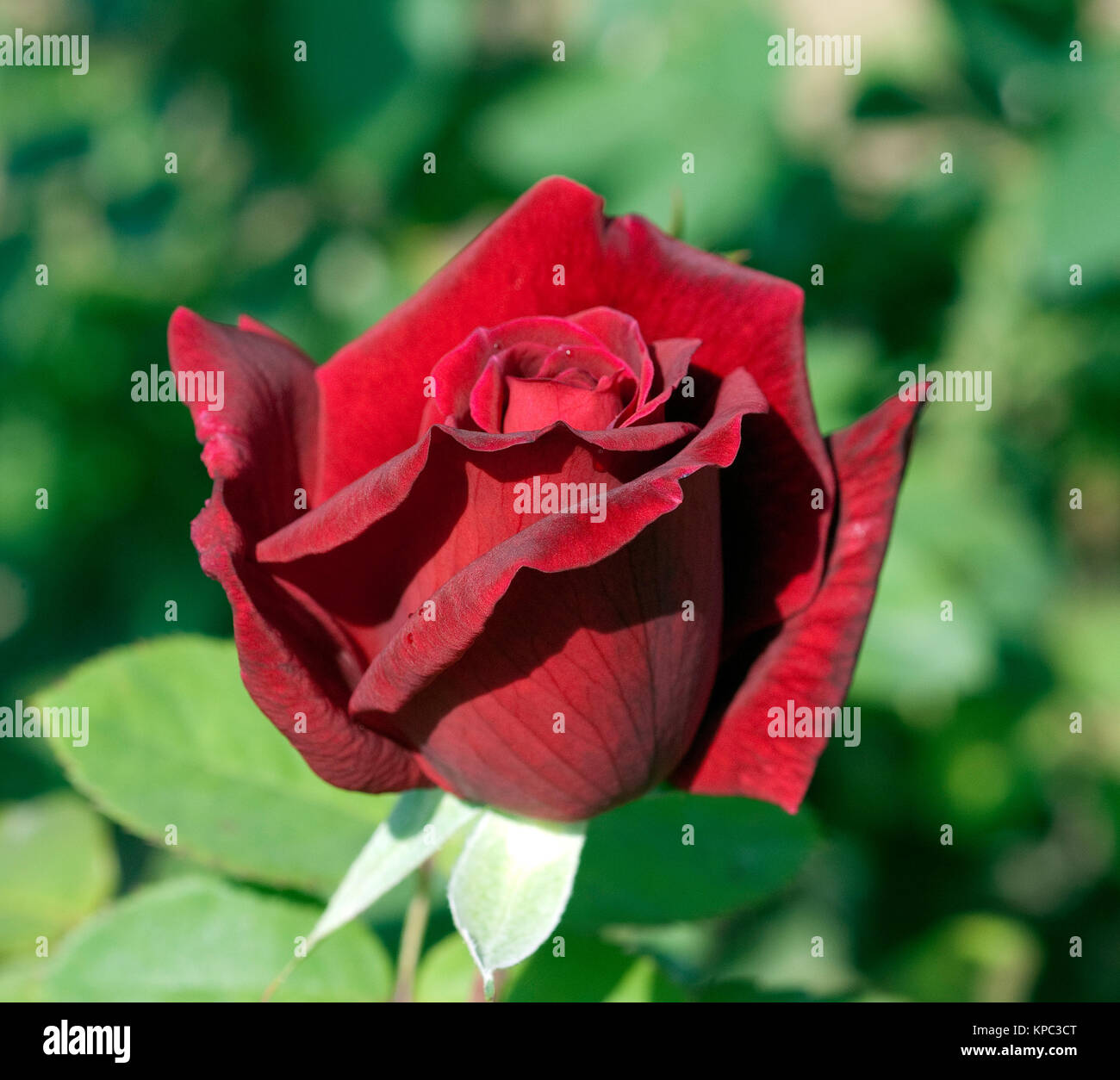 Chrysler imperial rose hi-res stock photography and images - Alamy