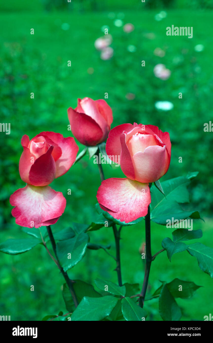 Rosa jazz hi-res stock photography and images - Alamy