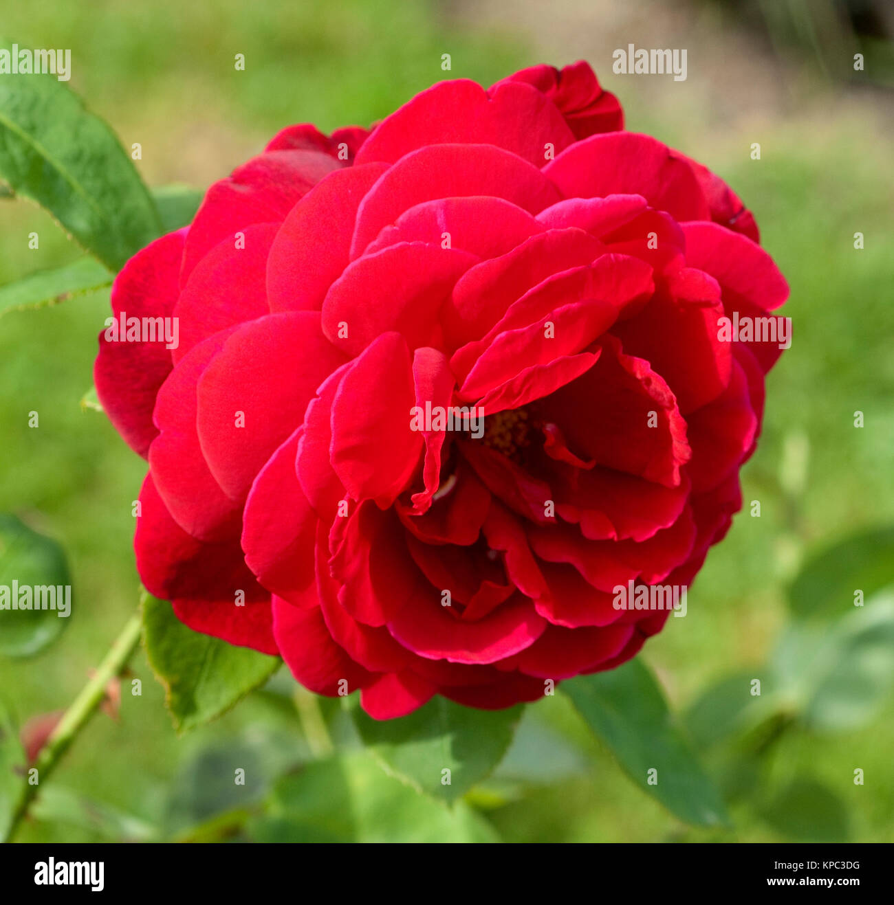 Englische Rose, L.D. Braithwaite Stock Photo - Alamy