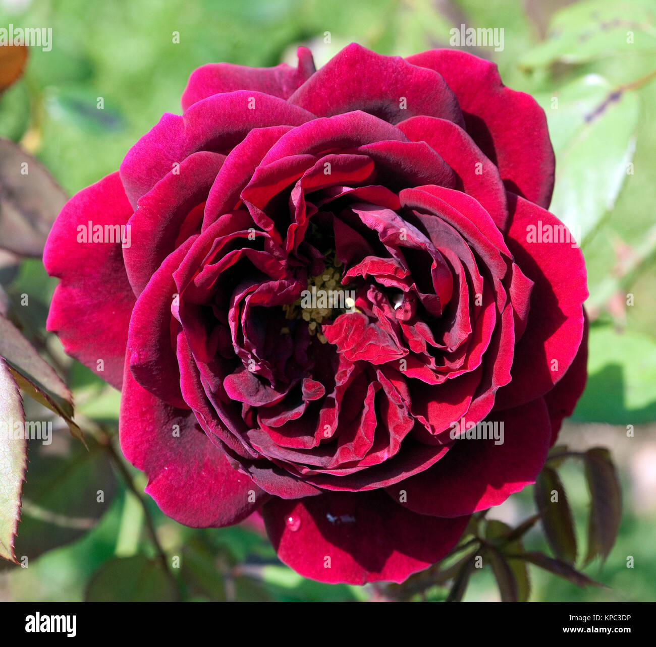 Englische Rose, The Squire Stock Photo - Alamy