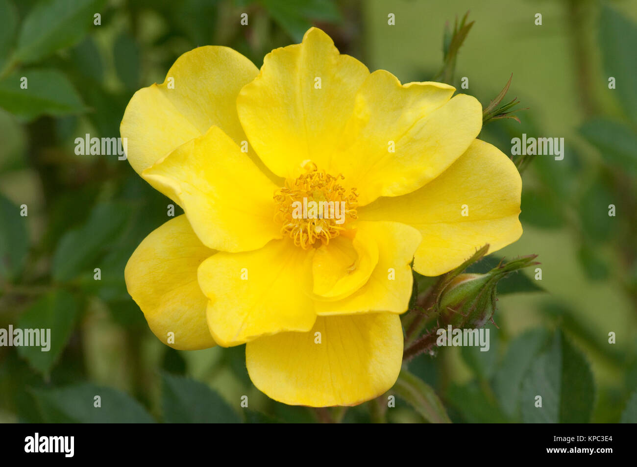 Creeper golden flower hi-res stock photography and images - Alamy