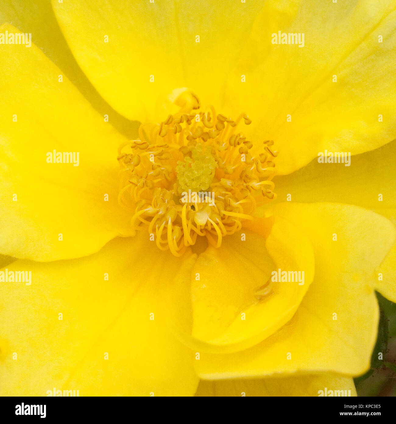 Kletterrose, Golden Age Stock Photo - Alamy