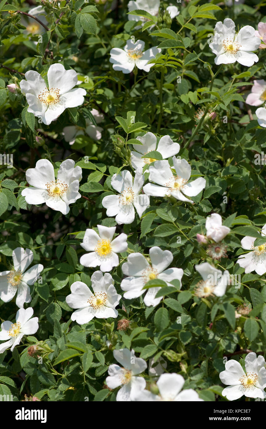 Hundsrose; Rosa canina Stock Photo - Alamy