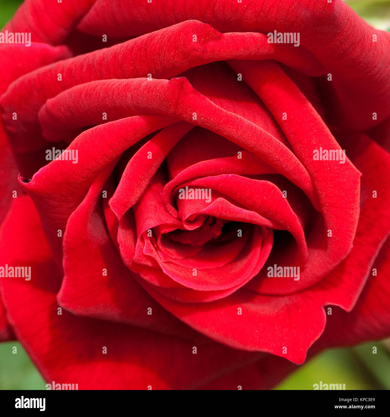 Rosen Tantau High Resolution Stock Photography and Images - Alamy
