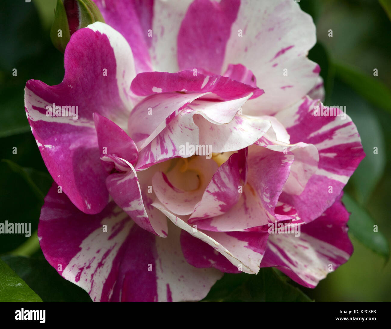 Zweifarbig hi-res stock photography and images - Alamy