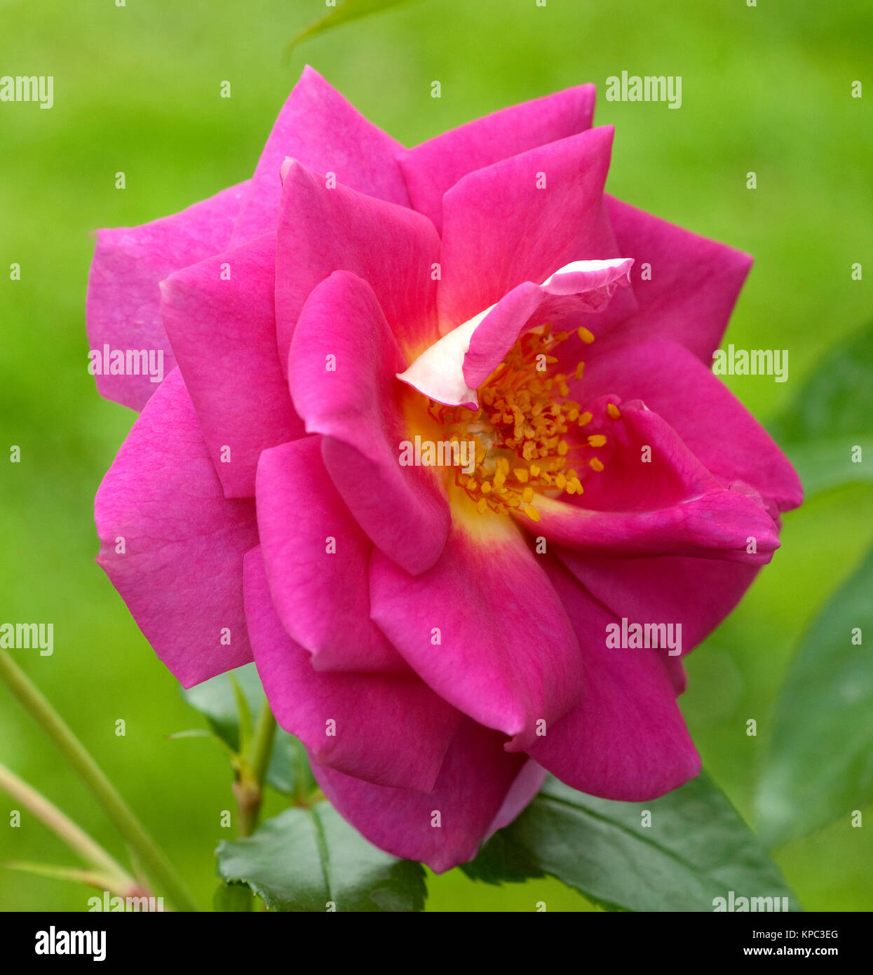 Rank roses hi-res stock photography and images - Alamy