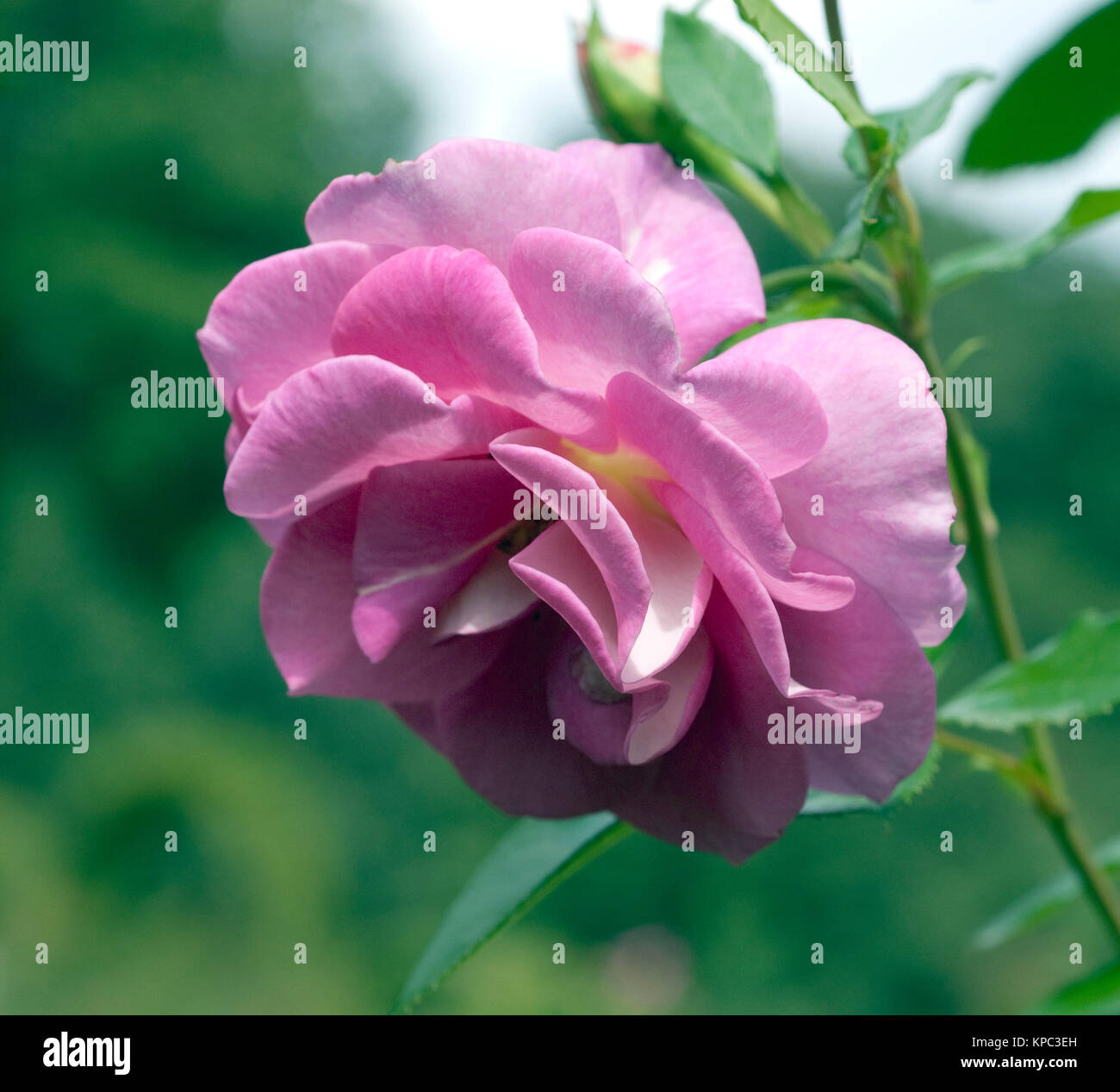 Rank roses hi-res stock photography and images - Alamy