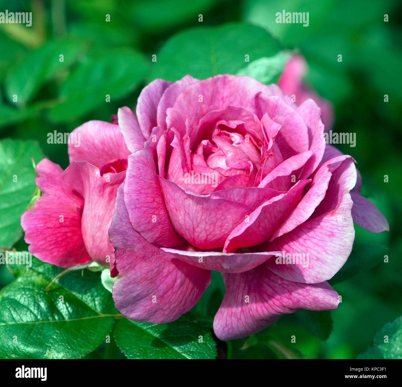 Munstead wood hi-res stock photography and images - Alamy