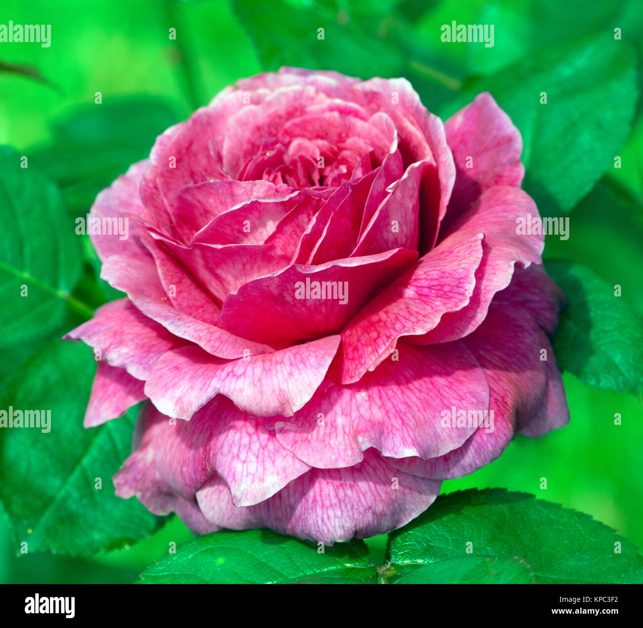 Munstead wood hi-res stock photography and images - Alamy