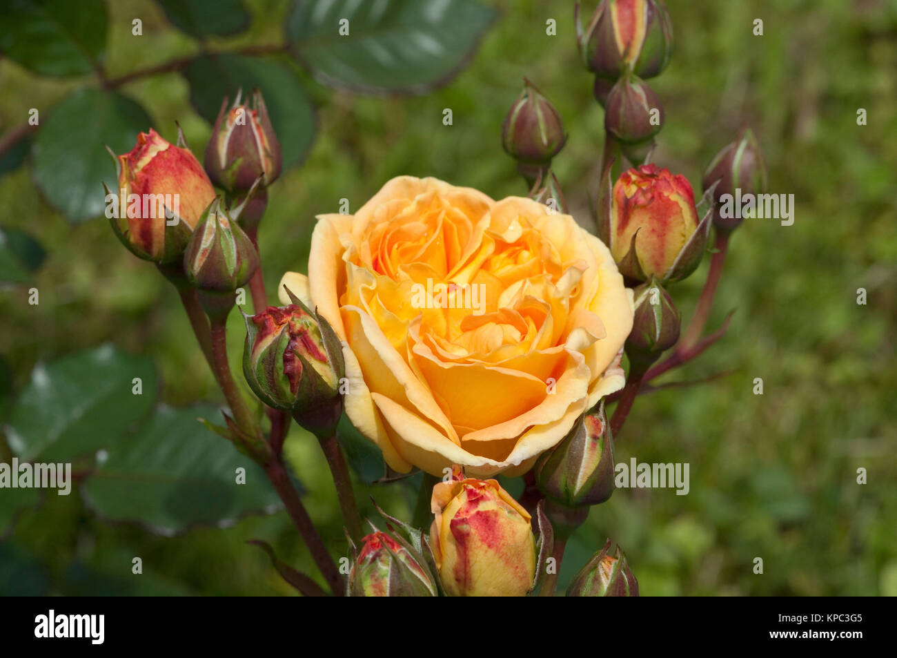 Strauchrose, Timeless Noack Stock Photo - Alamy