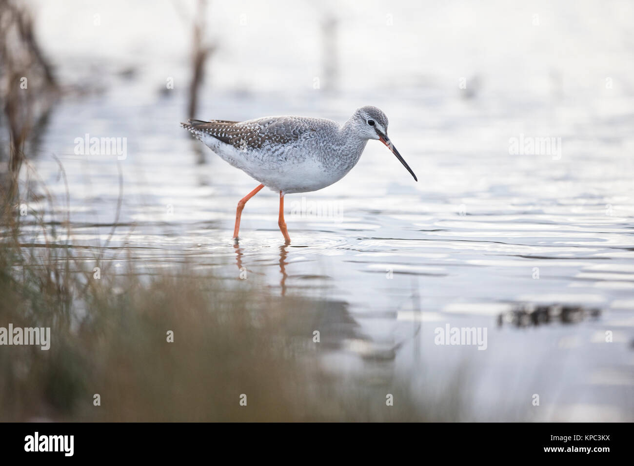 Spotted Redshank (Tringa erythropus Stock Photo - Alamy