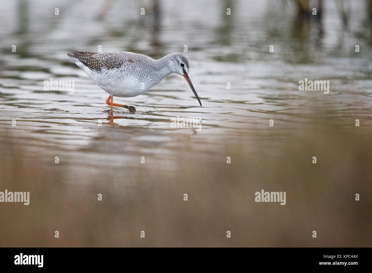 Spotted Redshank (Tringa erythropus Stock Photo - Alamy