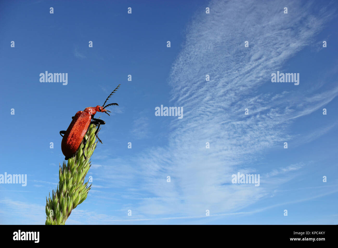 Red headed beetle hi-res stock photography and images - Alamy
