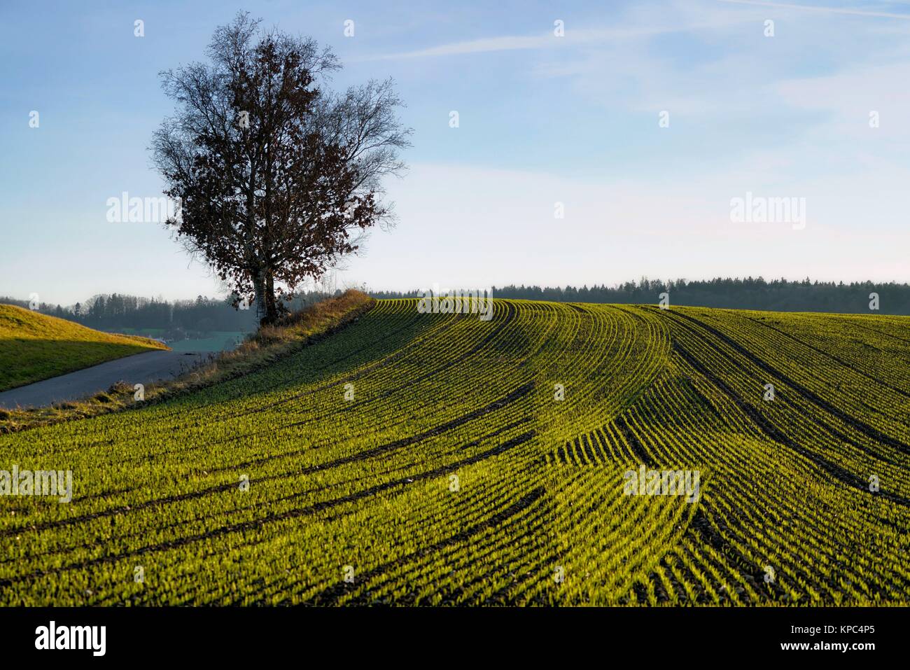 spring in winter Stock Photo - Alamy