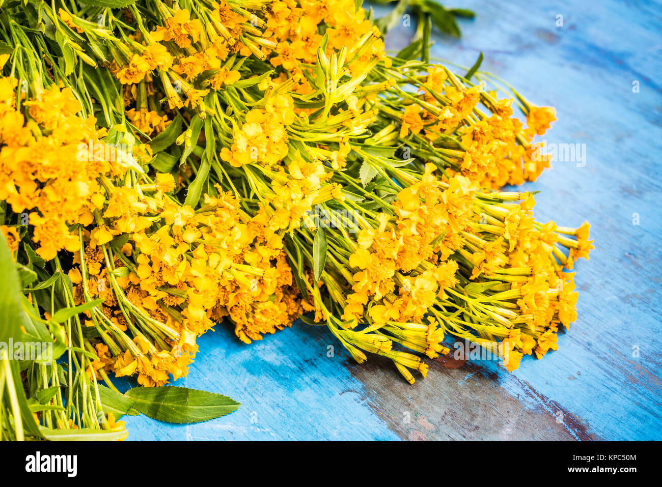 Mexican tarragon or Aniseed tagte (Tagetes lucida Stock Photo - Alamy