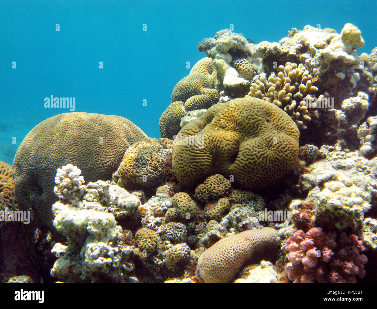 coral reef with stony corals Stock Photo - Alamy