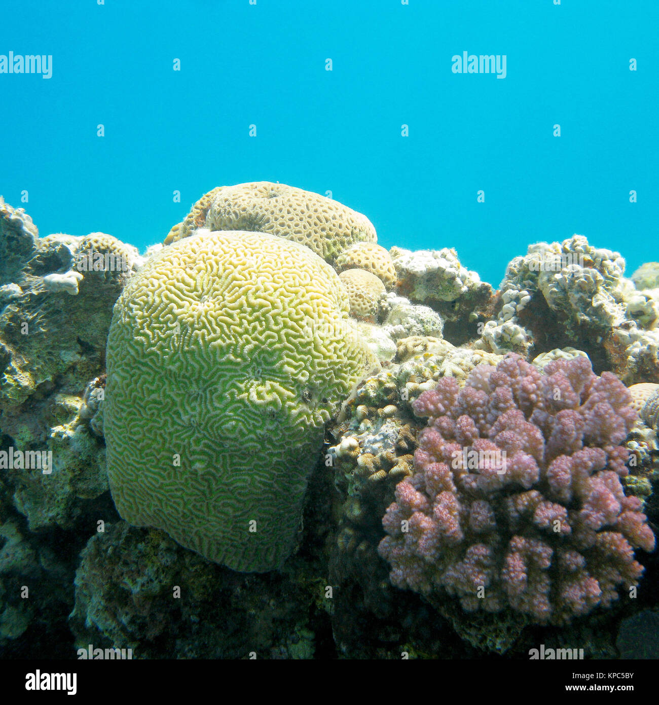 coral reef with brain coral in tropical sea, underwater Stock Photo - Alamy