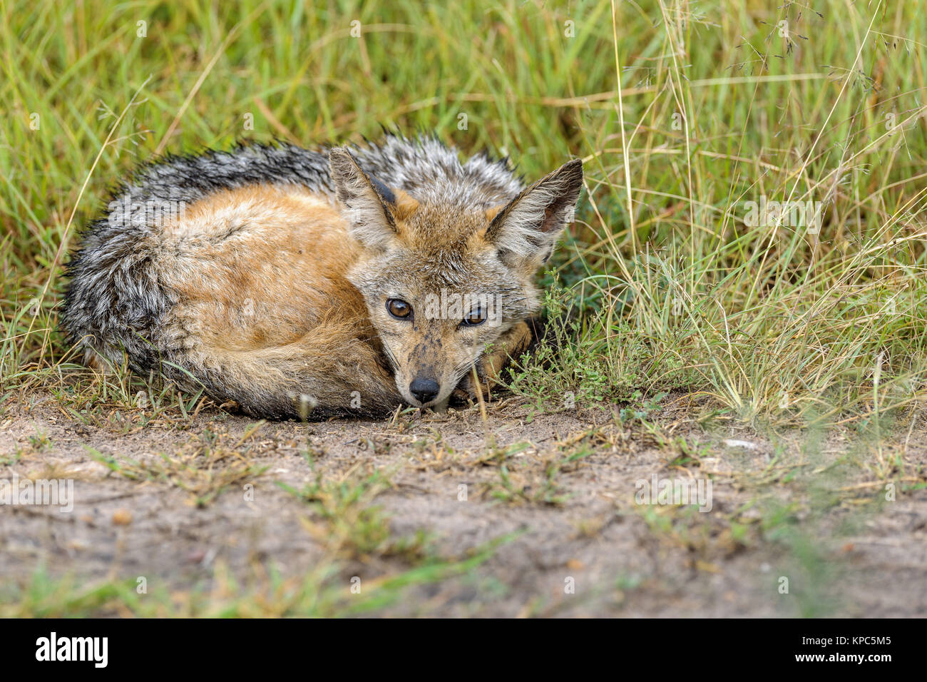 Afrika wildlife urlaub hi-res stock photography and images - Alamy