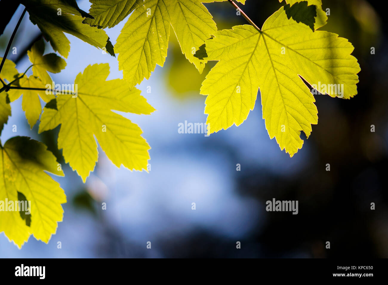 Chinese beech tree hi-res stock photography and images - Alamy