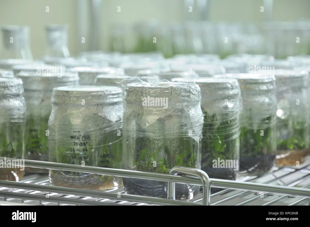 Biology Lab Specimens