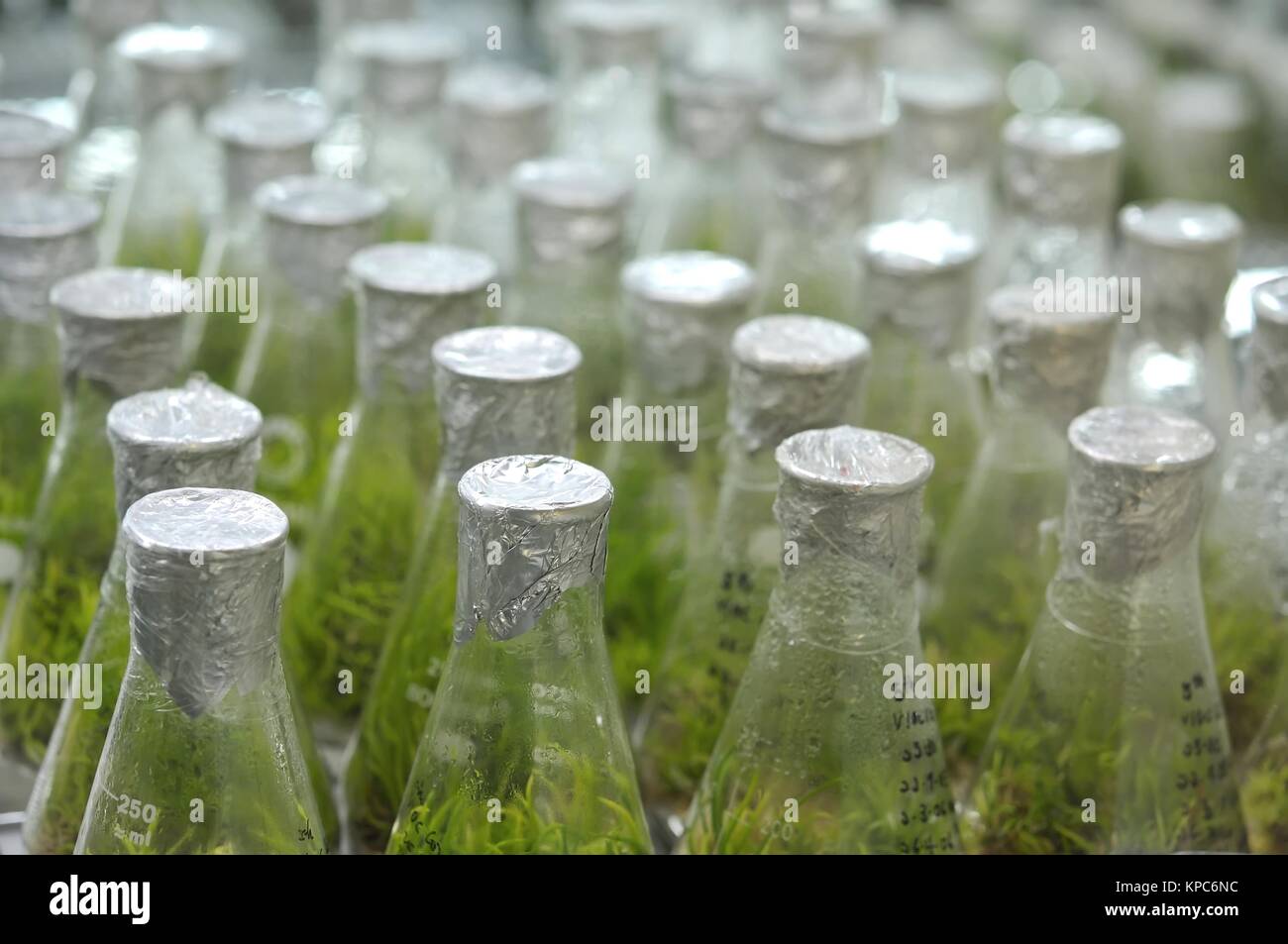 Various plant specimens grown in beakers before transplanting Stock ...