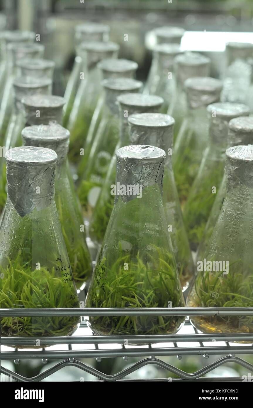 Plant specimens hi-res stock photography and images - Alamy