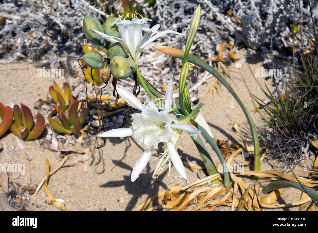 Sea Daffodill (Pancratium maritimum), blooming, at sandy beach of ...