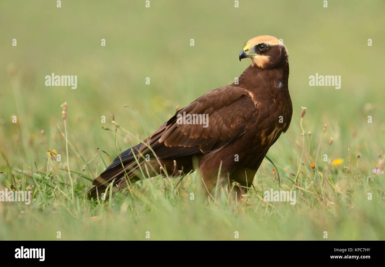 Female Marsh harrier (circus aeruginosus Stock Photo - Alamy