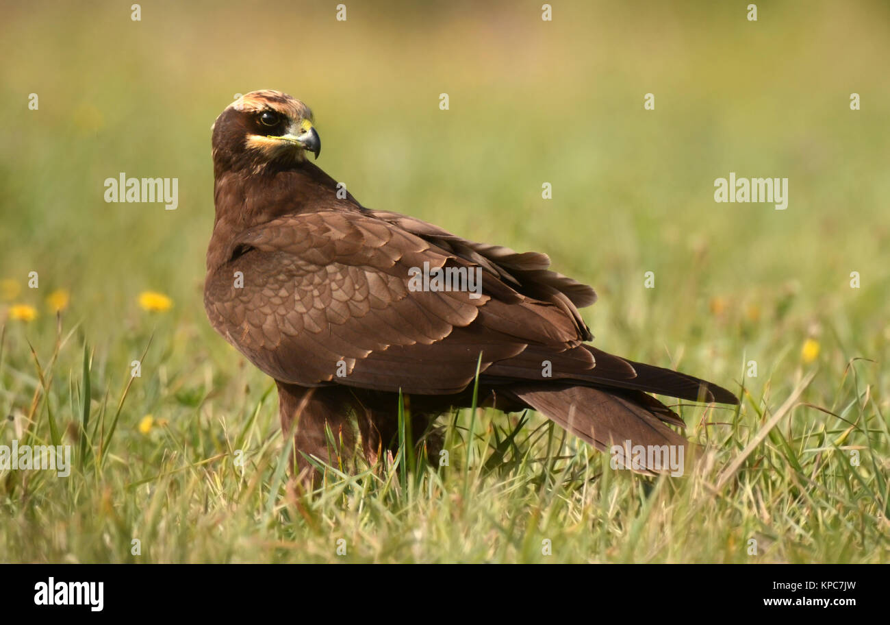 Female Marsh harrier (circus aeruginosus Stock Photo - Alamy