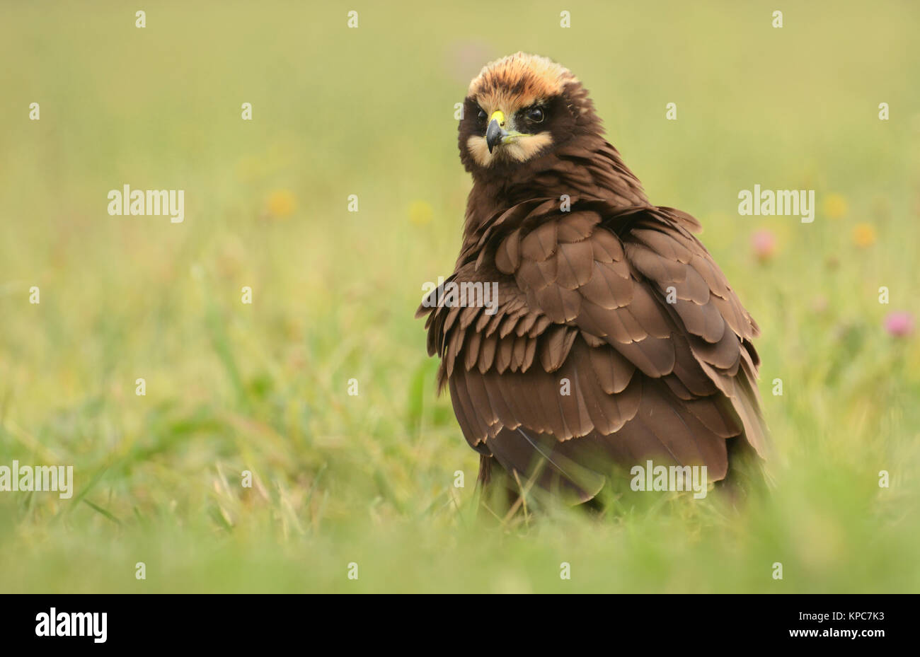 Female Marsh harrier (circus aeruginosus Stock Photo - Alamy