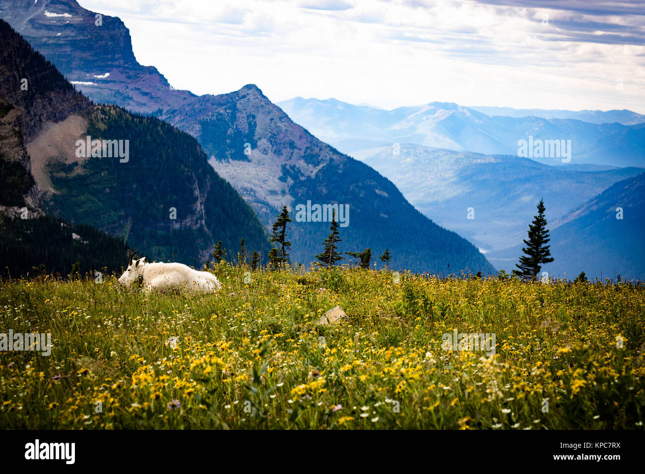 Mountain Goat on Cliff Side Stock Photo - Alamy
