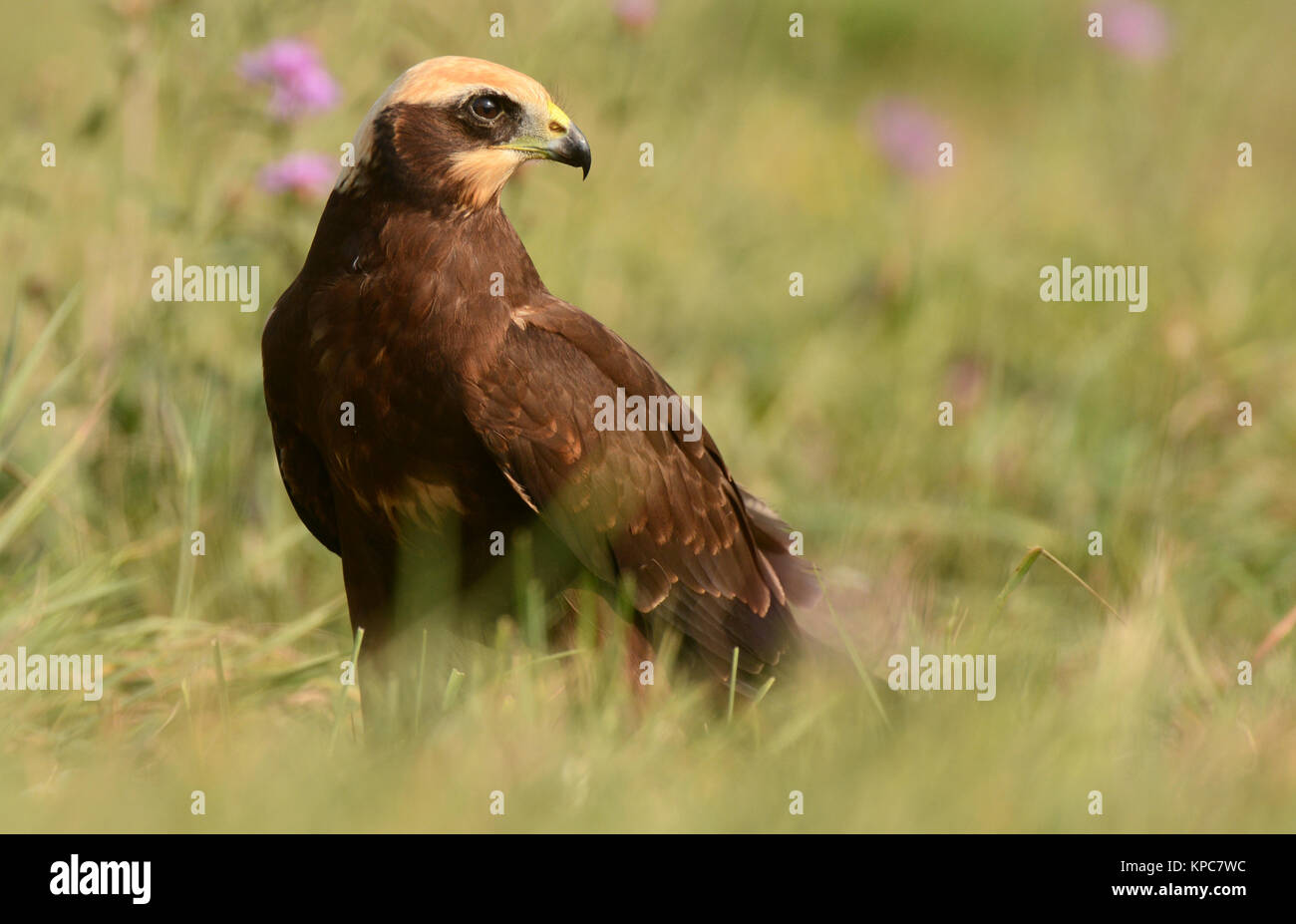 Female Marsh harrier (circus aeruginosus Stock Photo - Alamy