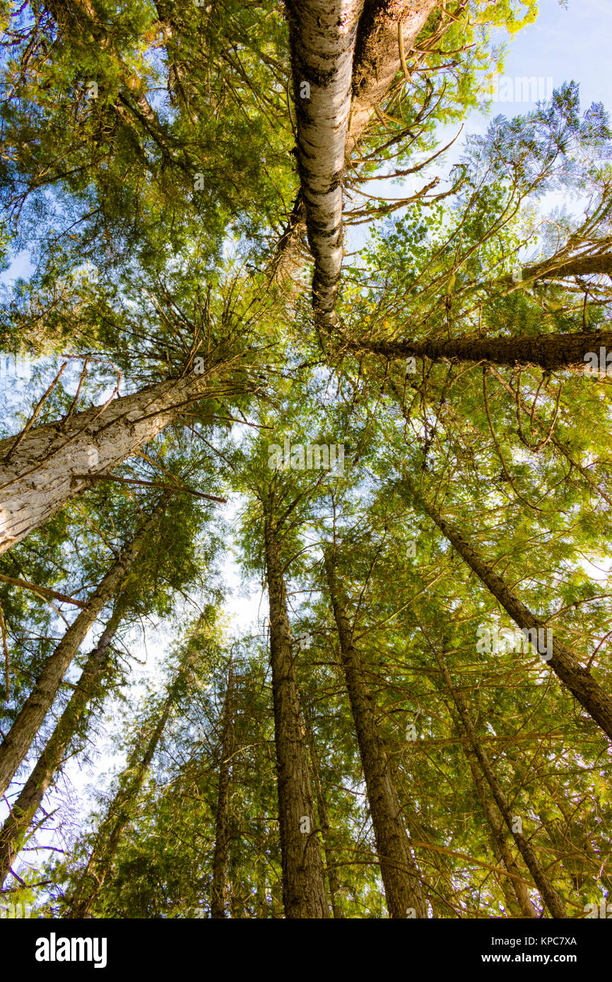 Trees Touching the Sky Stock Photo - Alamy