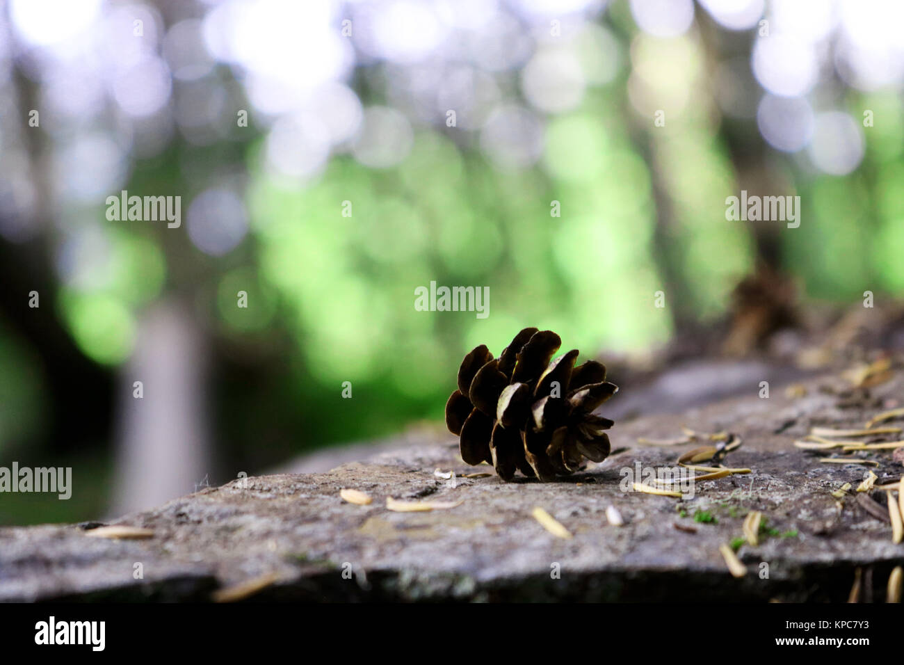 Baby Pine Cone in Forest of Elders Stock Photo - Alamy
