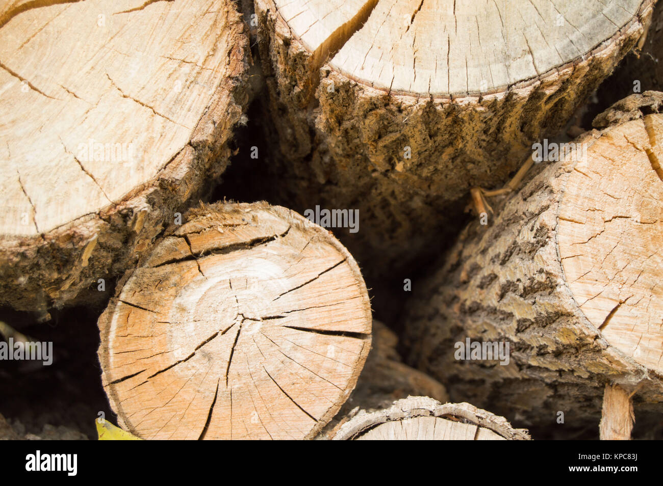 Felled tree trunks, the view on the cut of the ring Stock Photo - Alamy