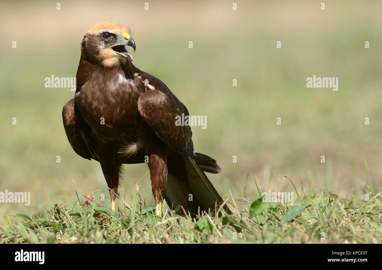 Female Marsh harrier (circus aeruginosus Stock Photo - Alamy