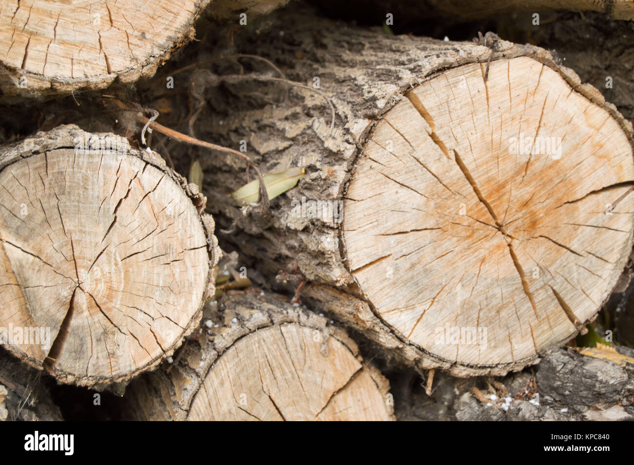 Felled tree trunks, the view on the cut of the ring Stock Photo - Alamy