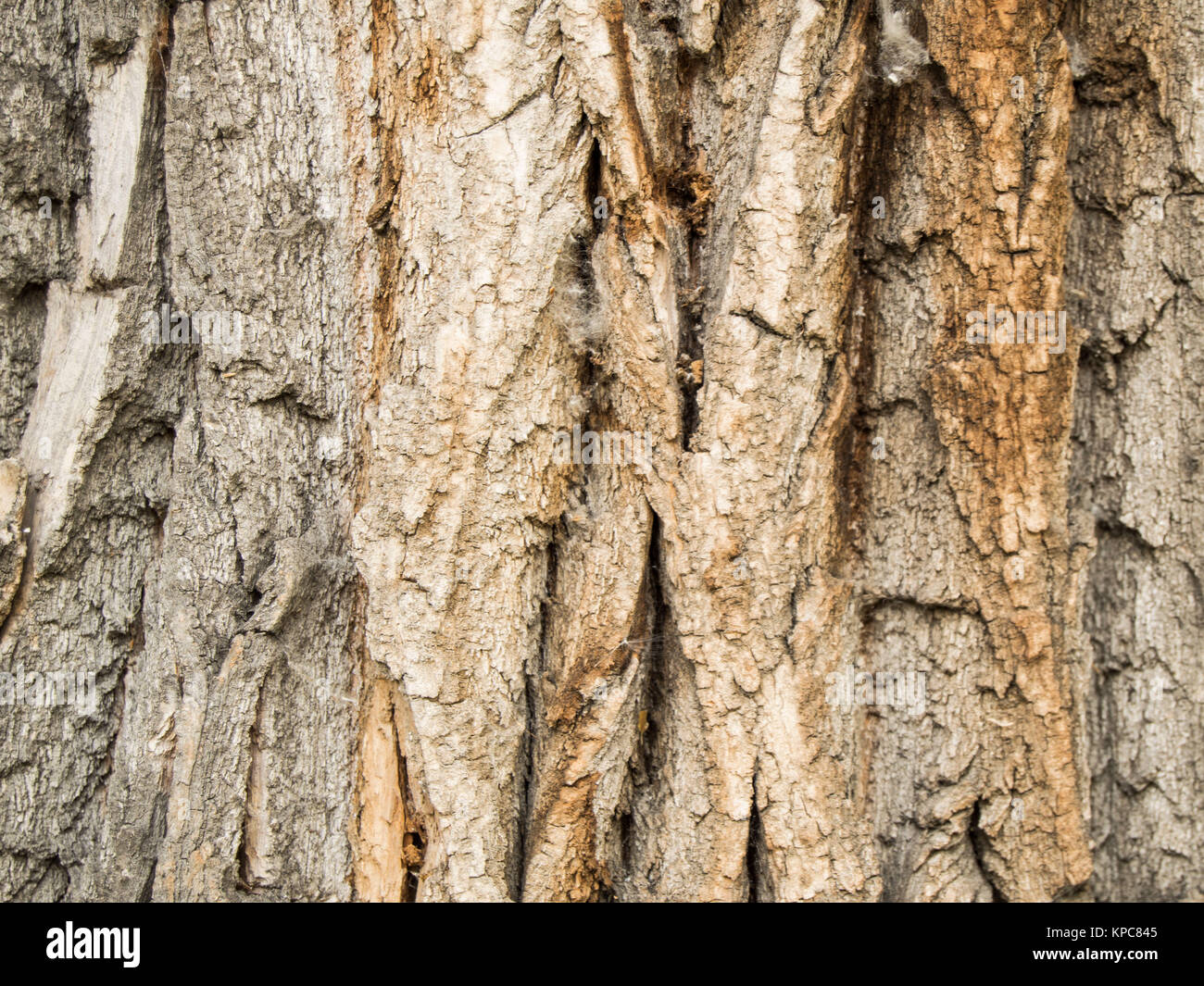Beautiful dark texture of the tree bark, background Stock Photo - Alamy