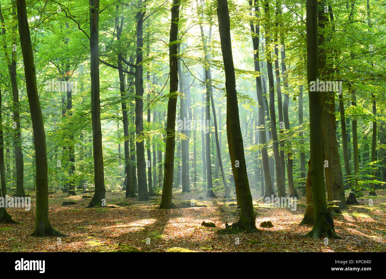 Morning in the forest Stock Photo - Alamy