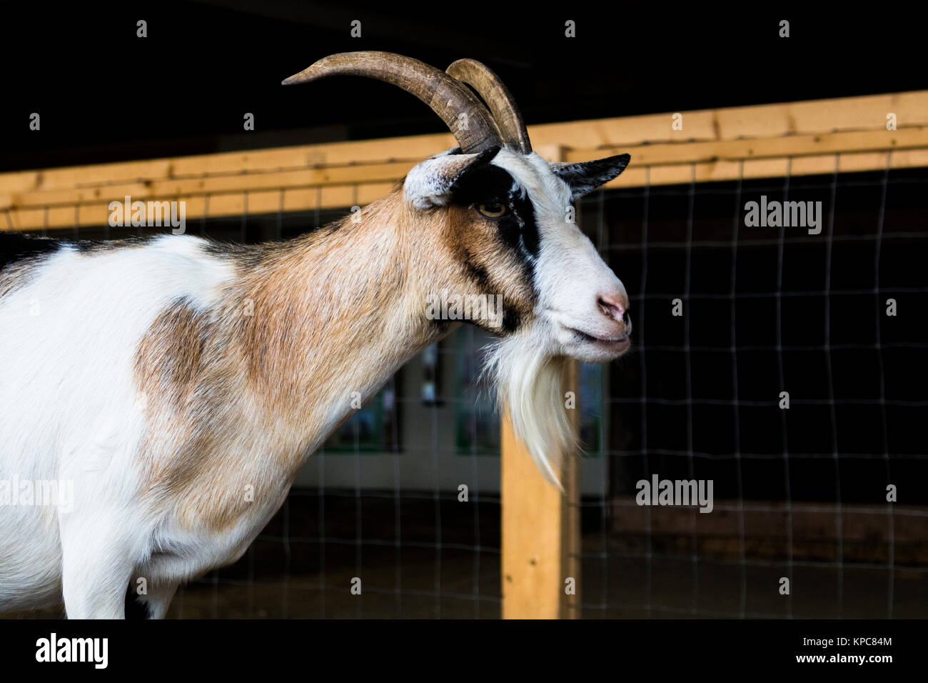 Goat Posing for Food Stock Photo - Alamy