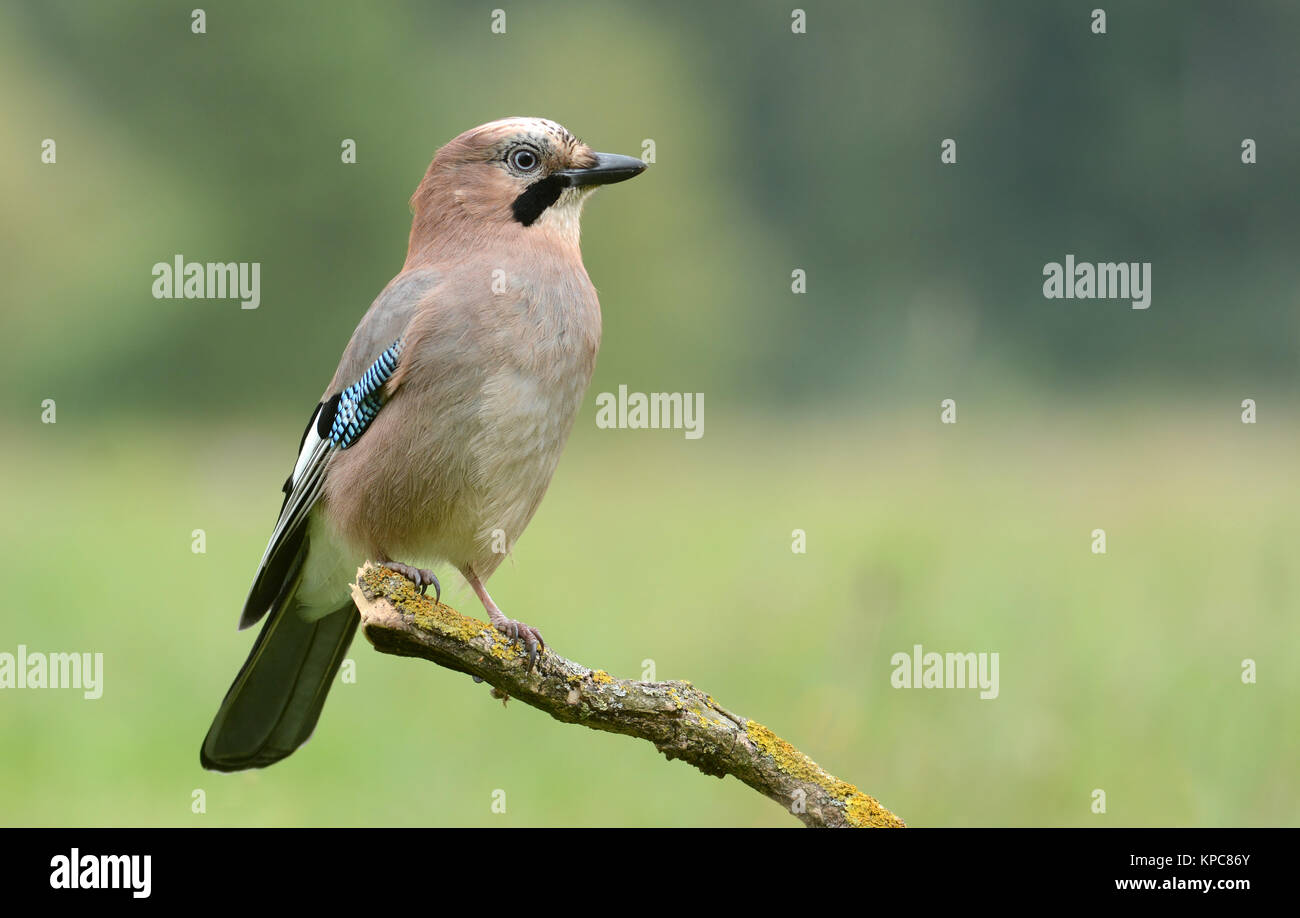 Jay bird on a branch Stock Photo - Alamy