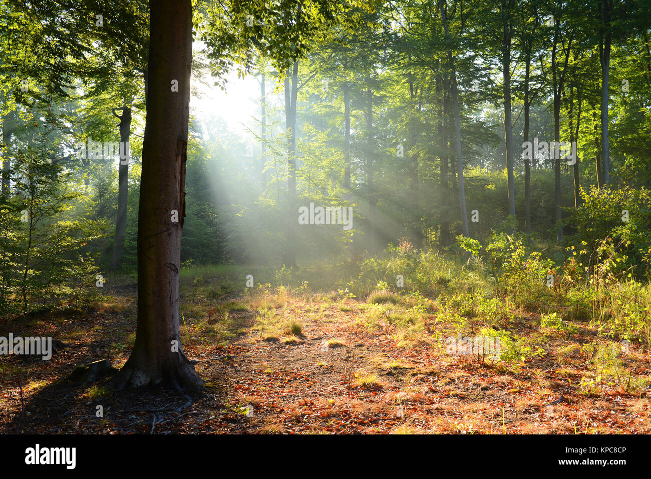 Morning in the forest Stock Photo - Alamy