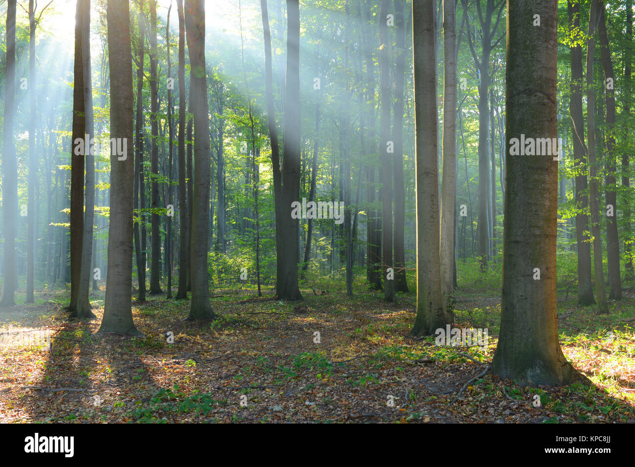 Morning in the forest Stock Photo - Alamy