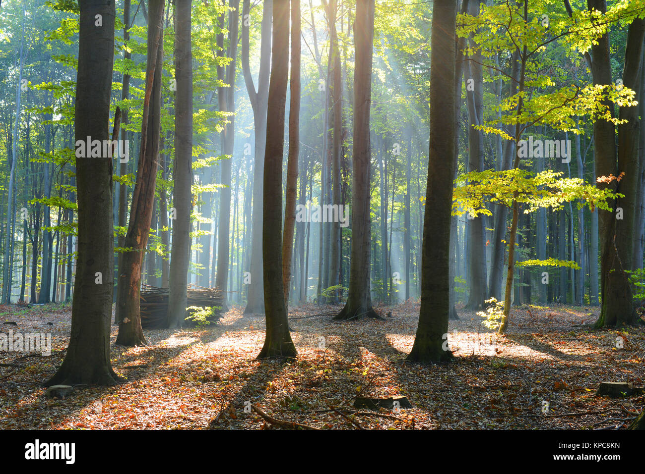 Morning in the forest Stock Photo - Alamy