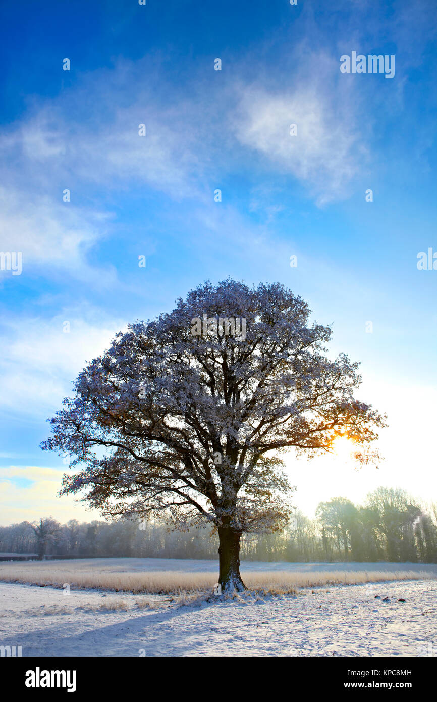 SINGLE WINTER TREE IN A FIELD WITH MIST Stock Photo - Alamy
