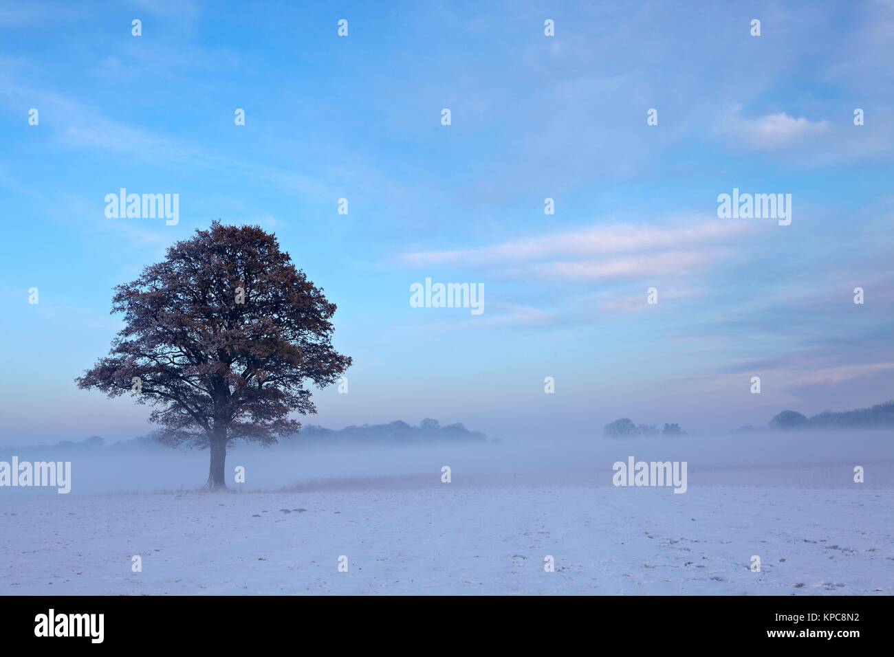 English oak tree in winter hi-res stock photography and images - Alamy